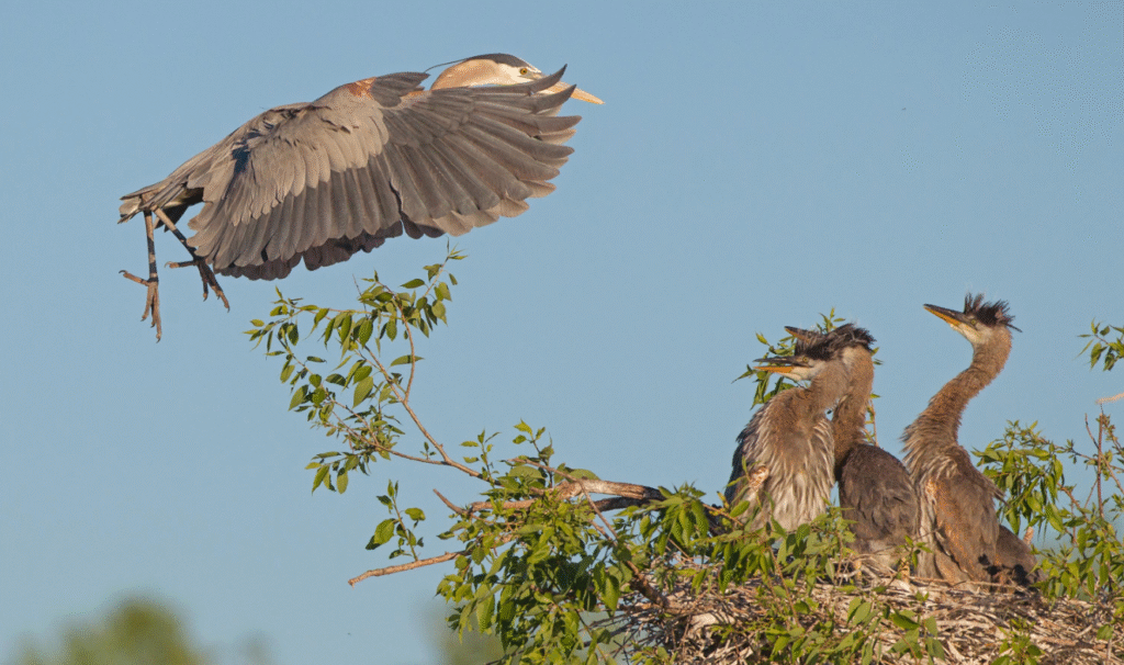 Buffer zones allow habitats and housing projects to co-exist ...